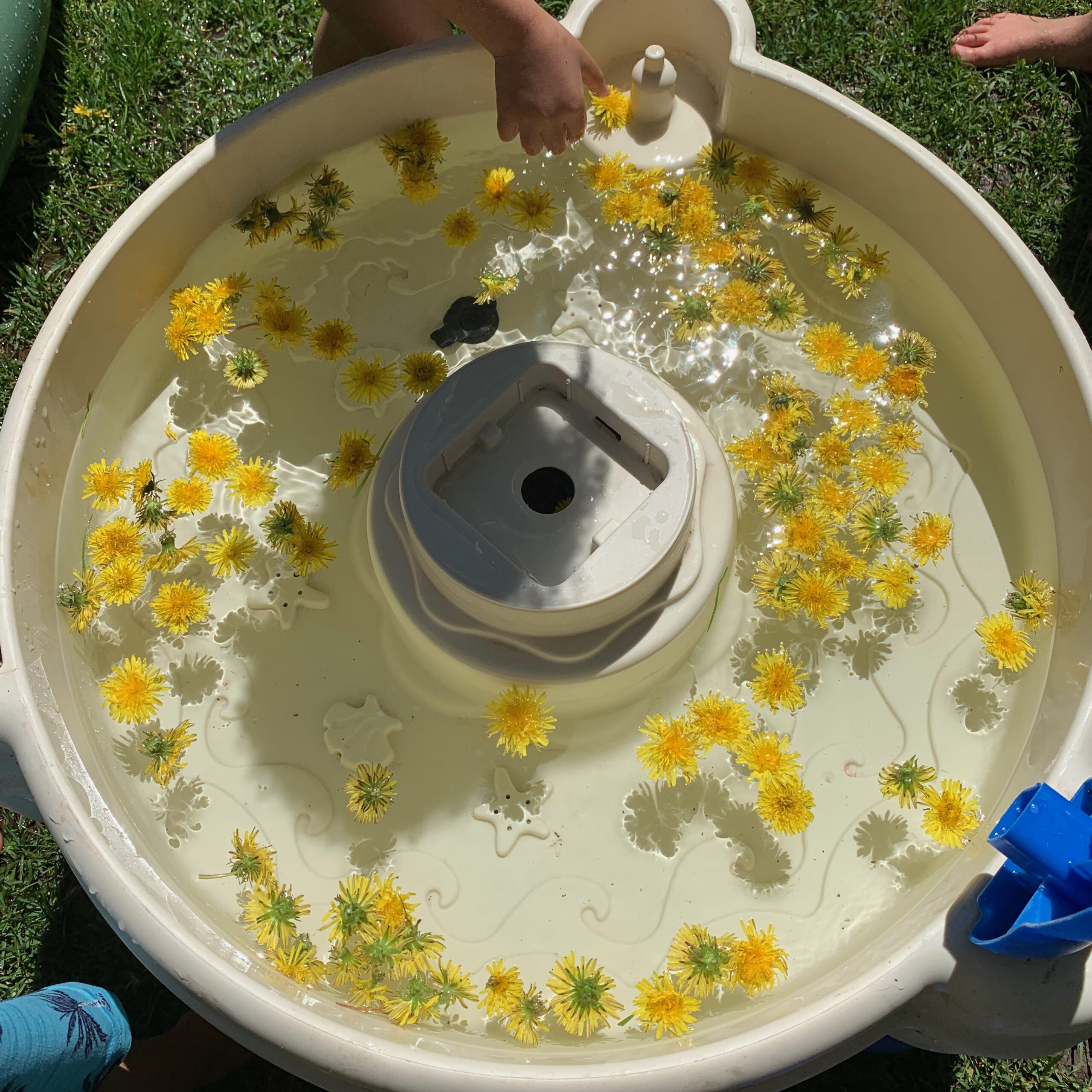 Easy Dandelion Water Table Activity - Happy Toddler Playtime