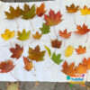 Leaf Letter Match Sticky Wall for Preschoolers - Happy Toddler Playtime