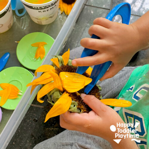 Sunflower Tea Party Sensory Bin for Fall - Happy Toddler Playtime