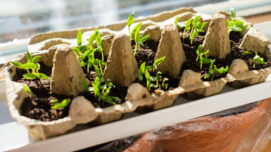DIY Egg Carton Garden: How To Germinate Seeds In Egg Cartons - Happy ...